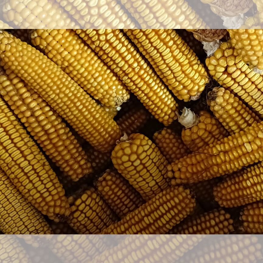 Кукуруза в початках свежая