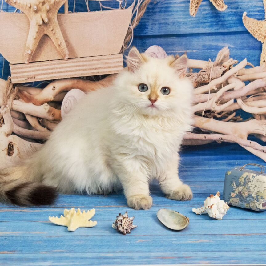 Шоколадное золото пойнт