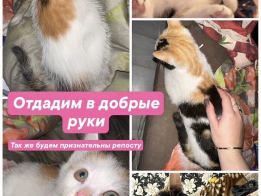 Кошечка мама и кошечка дочка