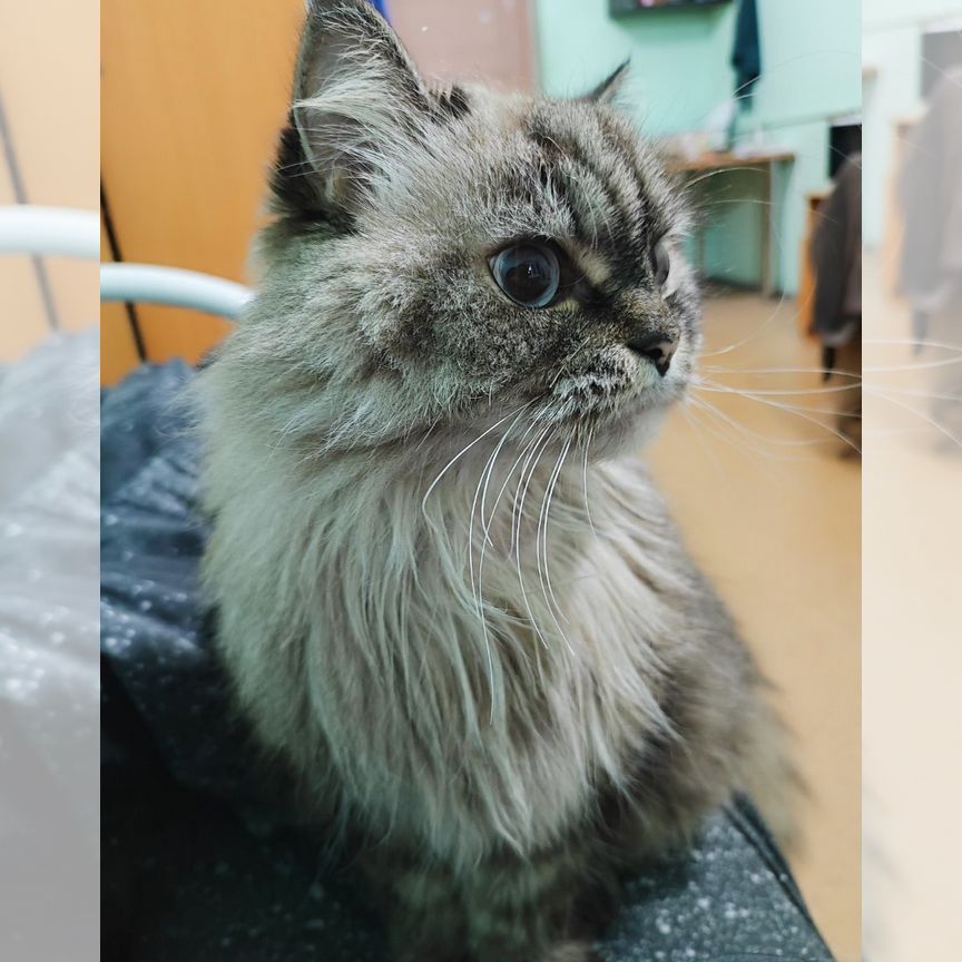 Отдам кота в добрые руки сибирский