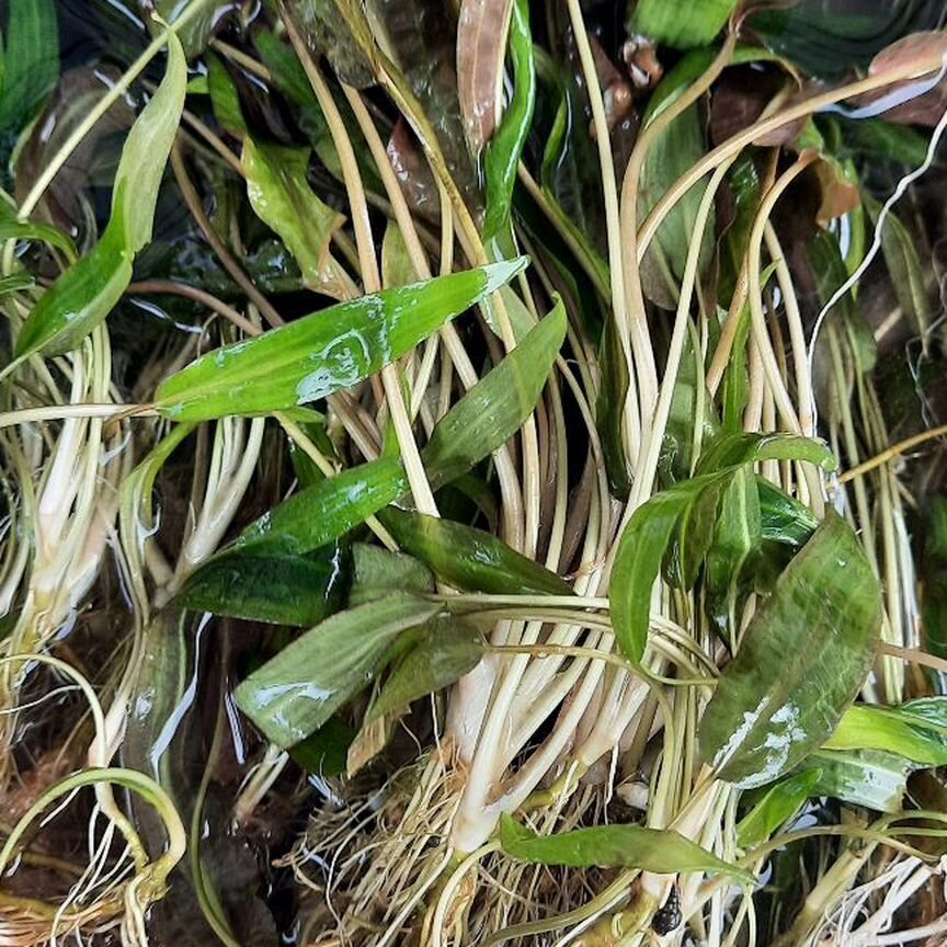 Аквариумные растения