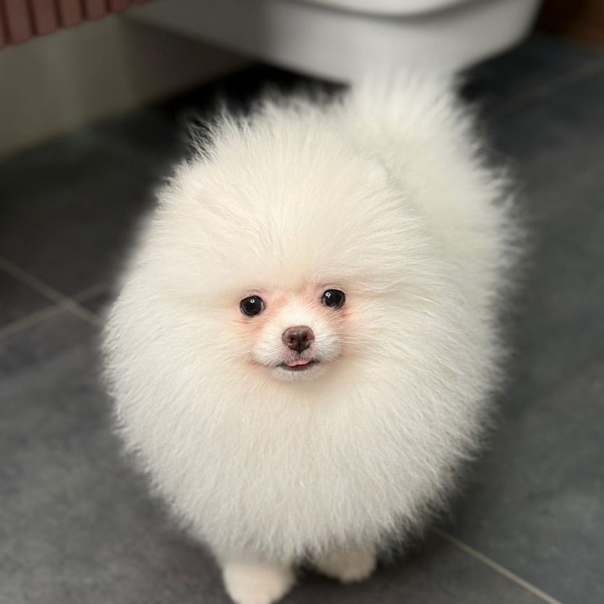 Померанский шпиц, щенок
