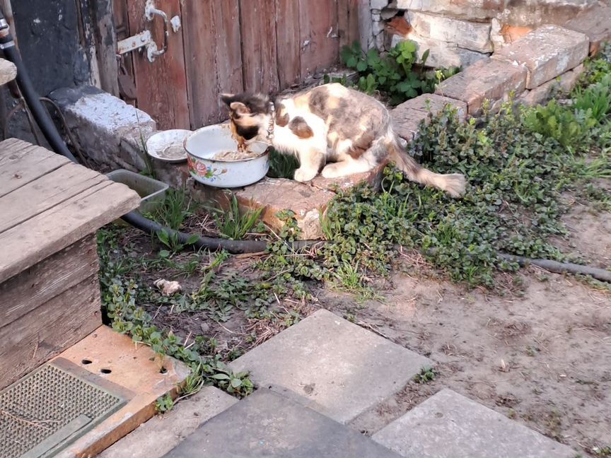 Котенок в добрые руки