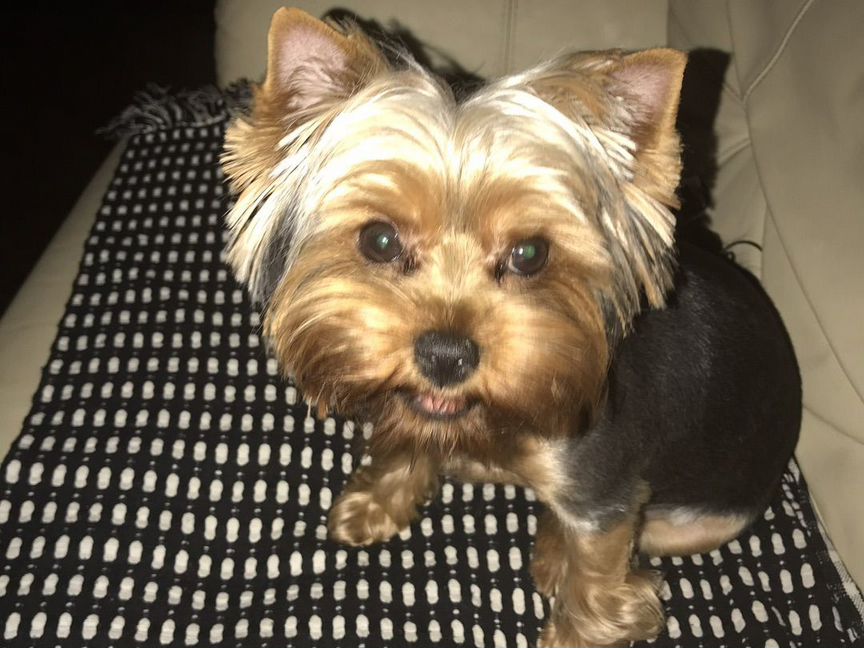 Йоркширский терьер девочка