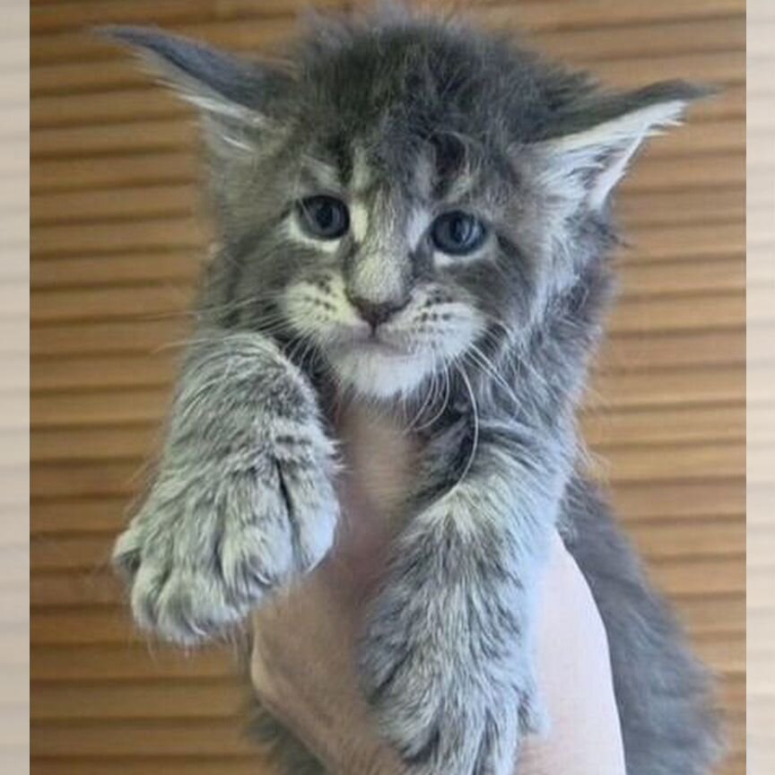 Мейн-кун котёнок