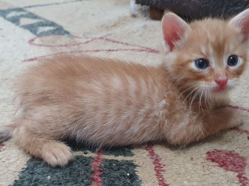 Рыжий котик