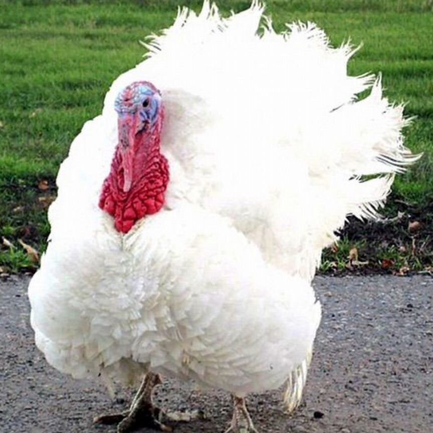 Инкубационное яйцо индейки