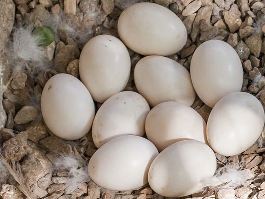 Инкубационное яйцо индоутки