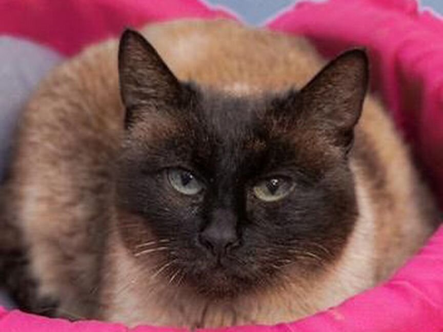 Кошечка из приюта в дар