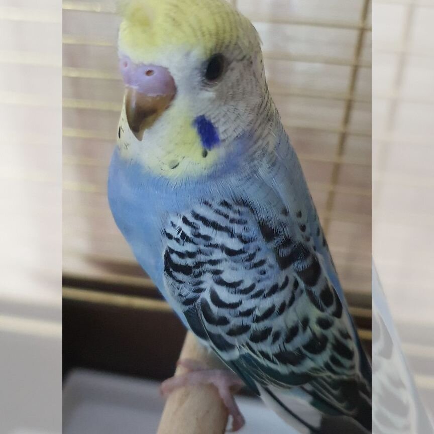 Птенцы волнистый попугай