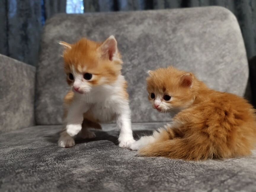Котята