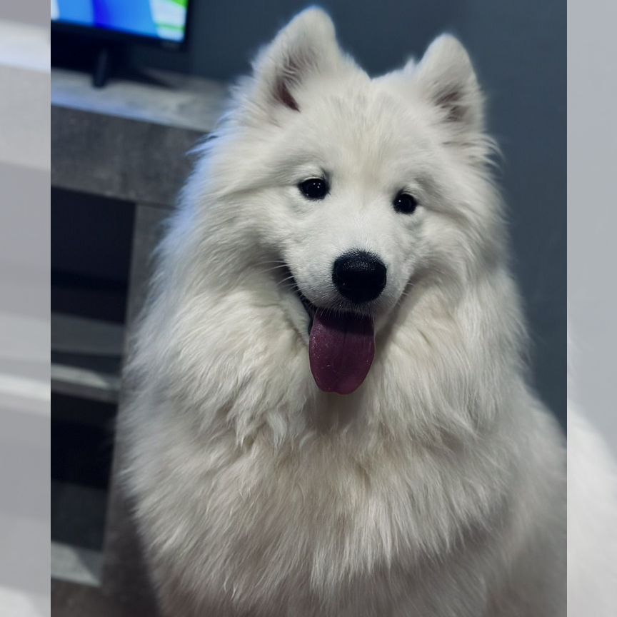 Самоедская собака, щенок