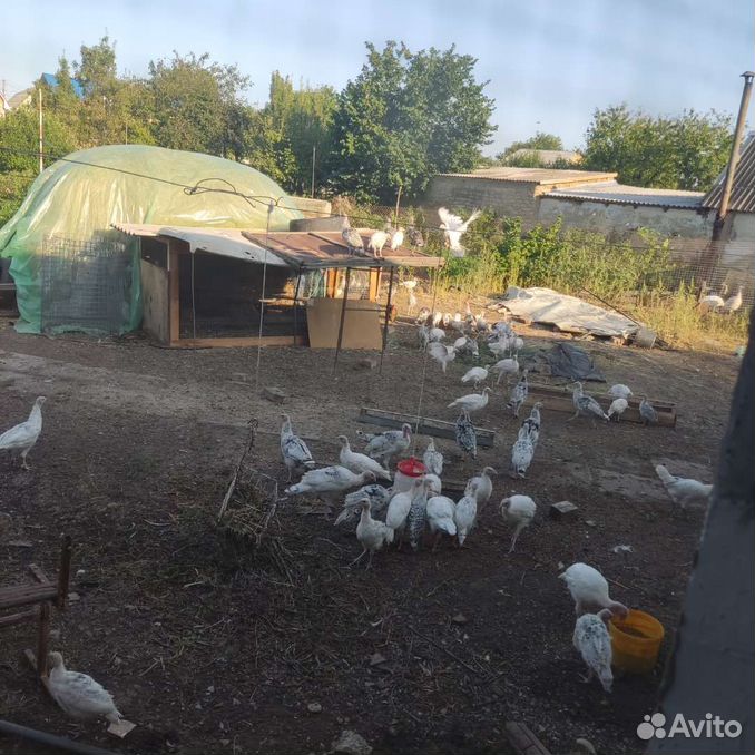 Индюки индюшата