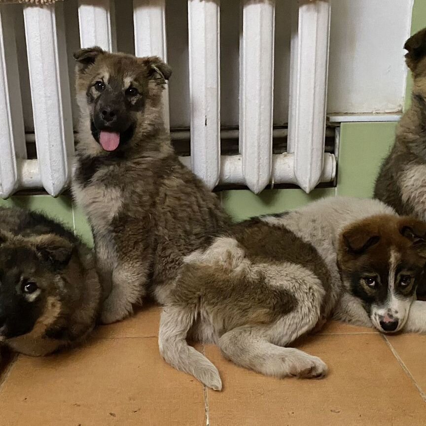 Щенок в добрые руки