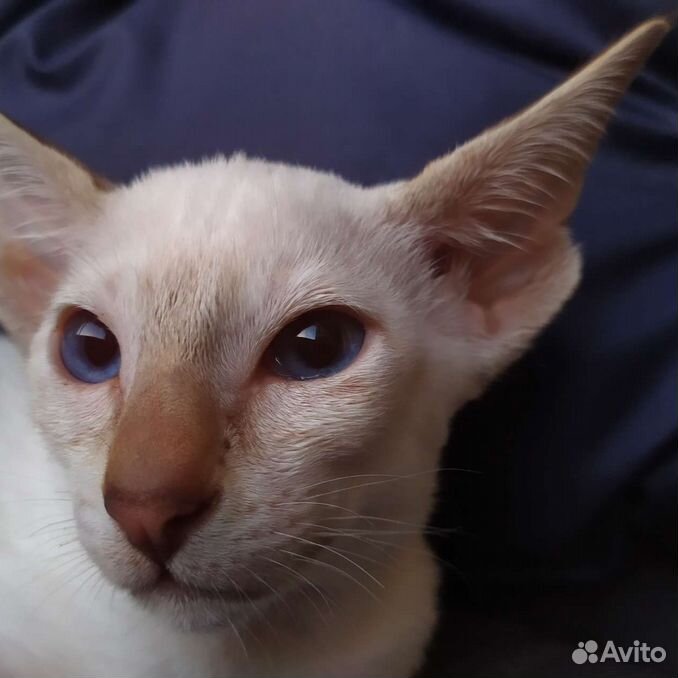 Ориентальный сиамский мальчик