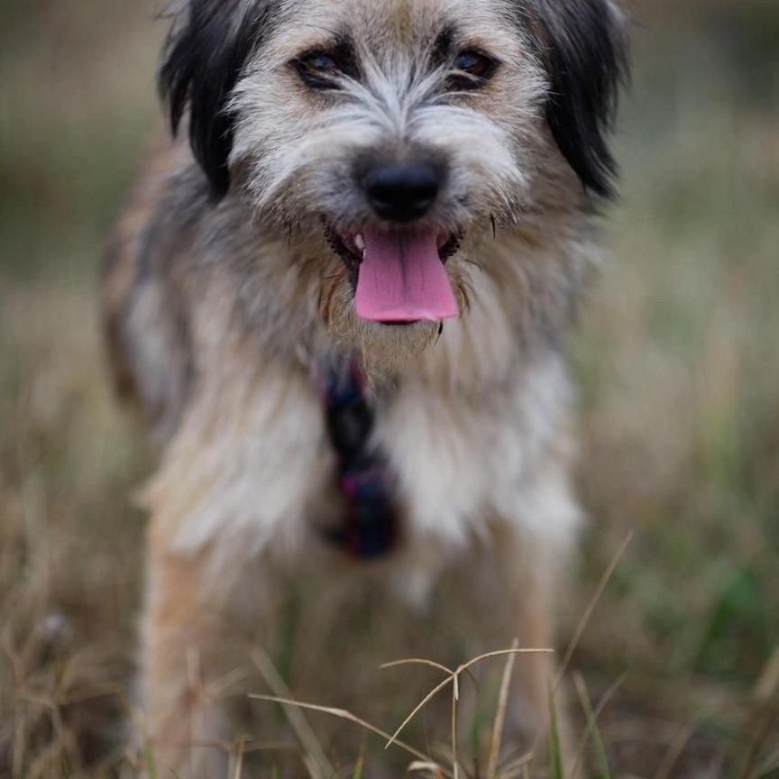 Небольшая собачка станет лучшим другом