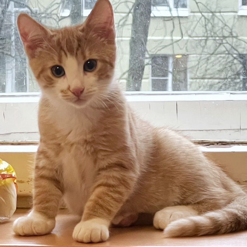Рыжий Лёвушка. Котенок в добрые руки, бесплатно