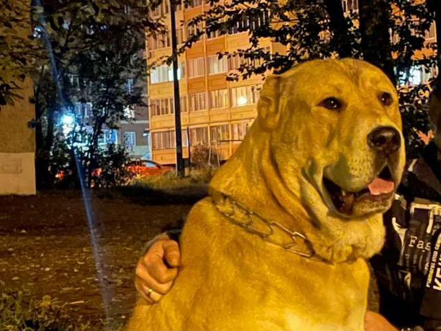 Собака, сао вязка