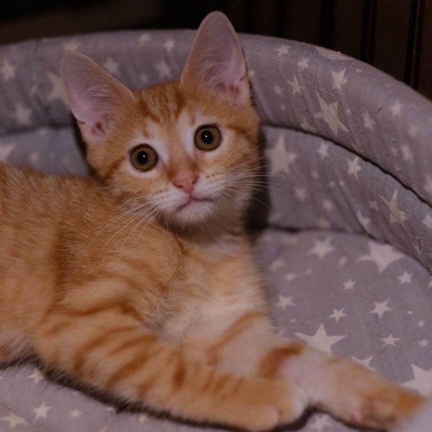 Аппетитный Манго (котёнок, 2,5 месяца)