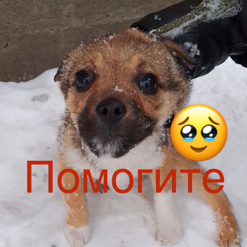 В отлове совсем маленький щенок, ей 5 месяцев