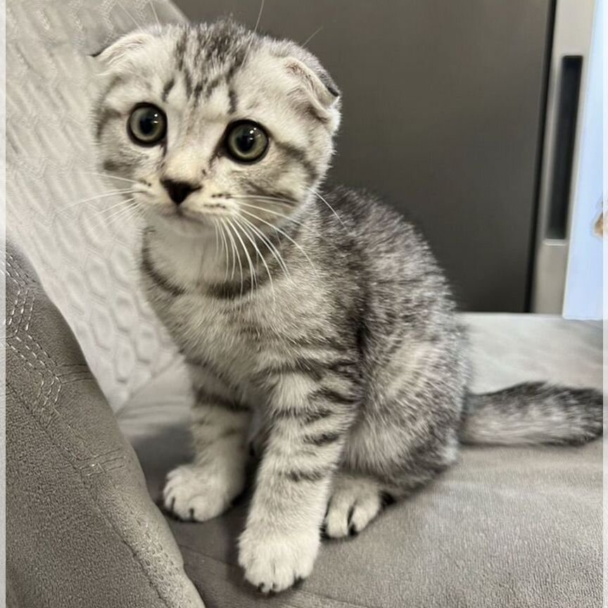 Шотландский вислоухий короткошёрстный котёнок