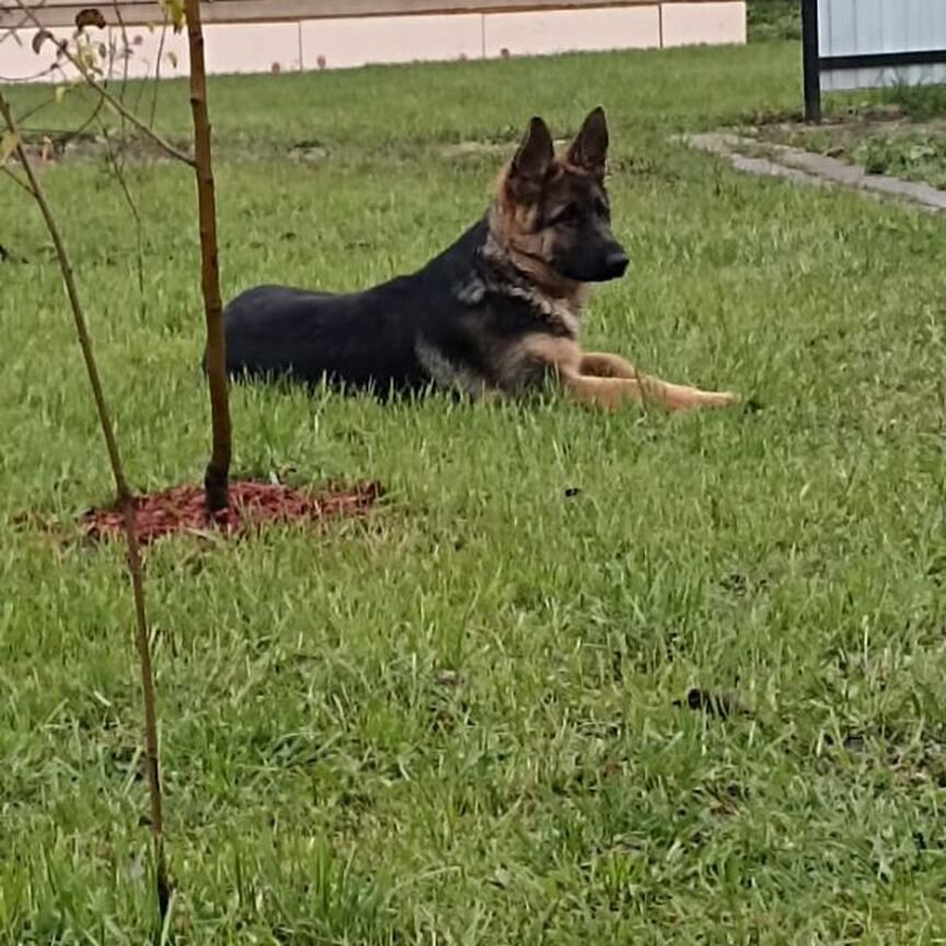 Собака немецкая овчарка