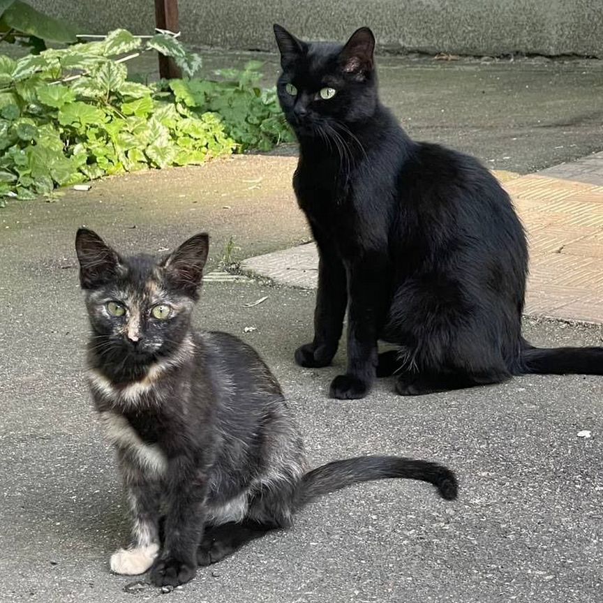 Котенок ищет дом