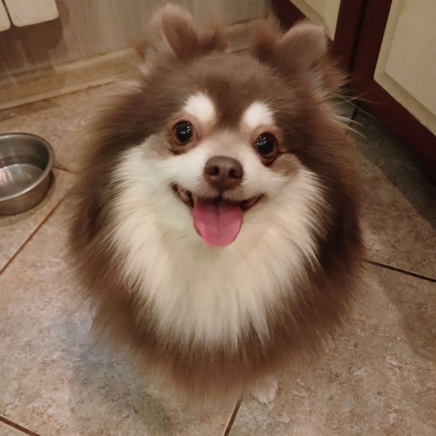 Немецкий шпиц девочка