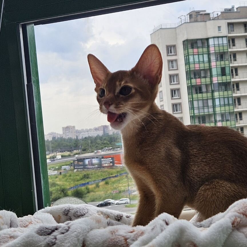 Абиссинский котёнок