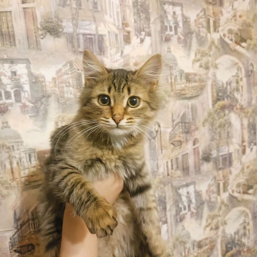 Котенок мальчик 4 месяца