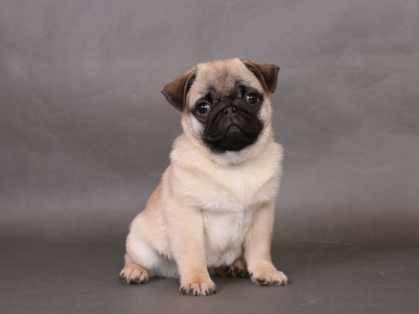 Роскошные щенки мопса