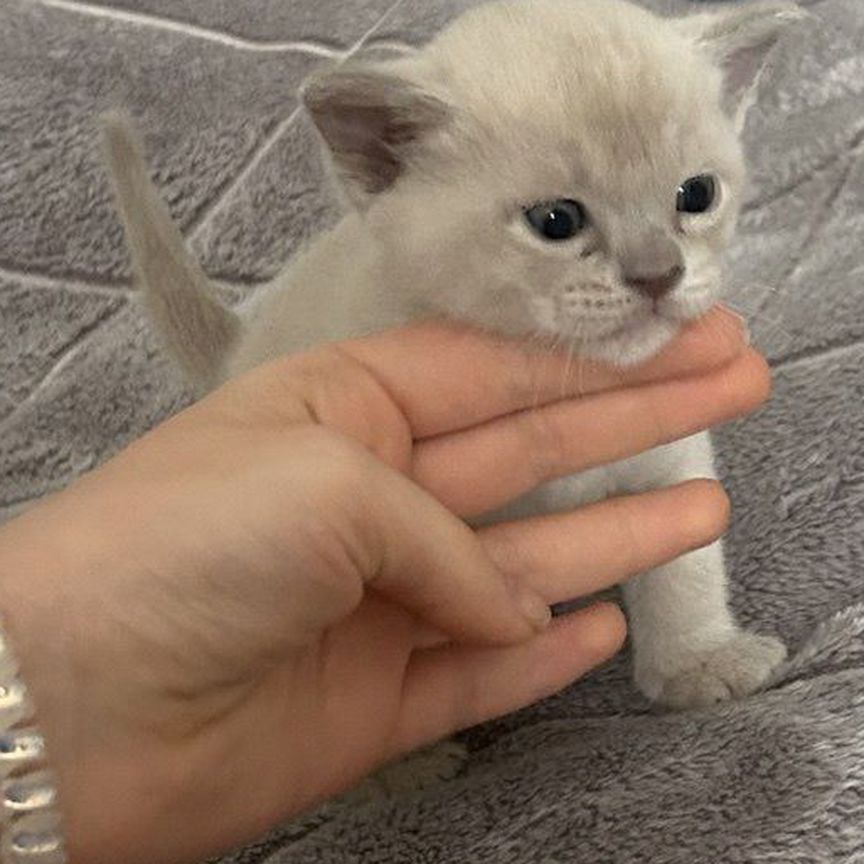 Европейский бурманский котёнок