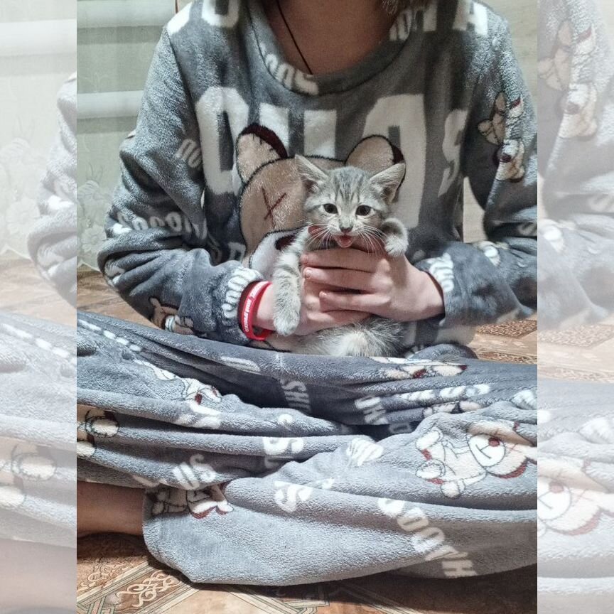 Котёнок в добрые руки