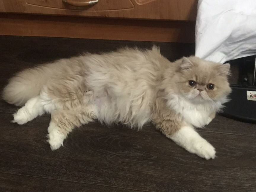 Персидский кот вязка
