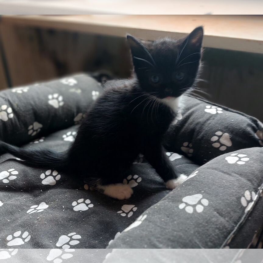 Котёнок в добрые руки