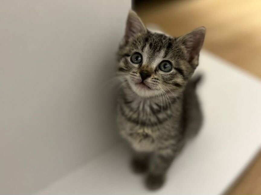 Котенок Жужу