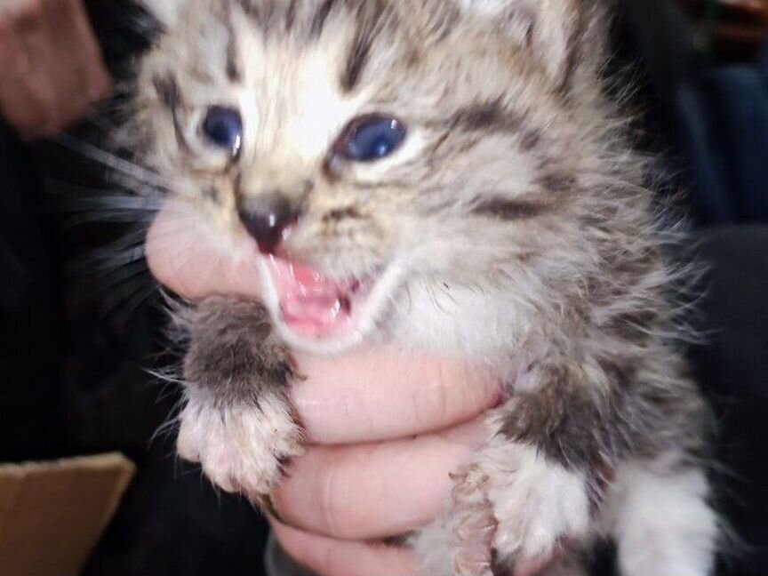 Котята в добрые руки
