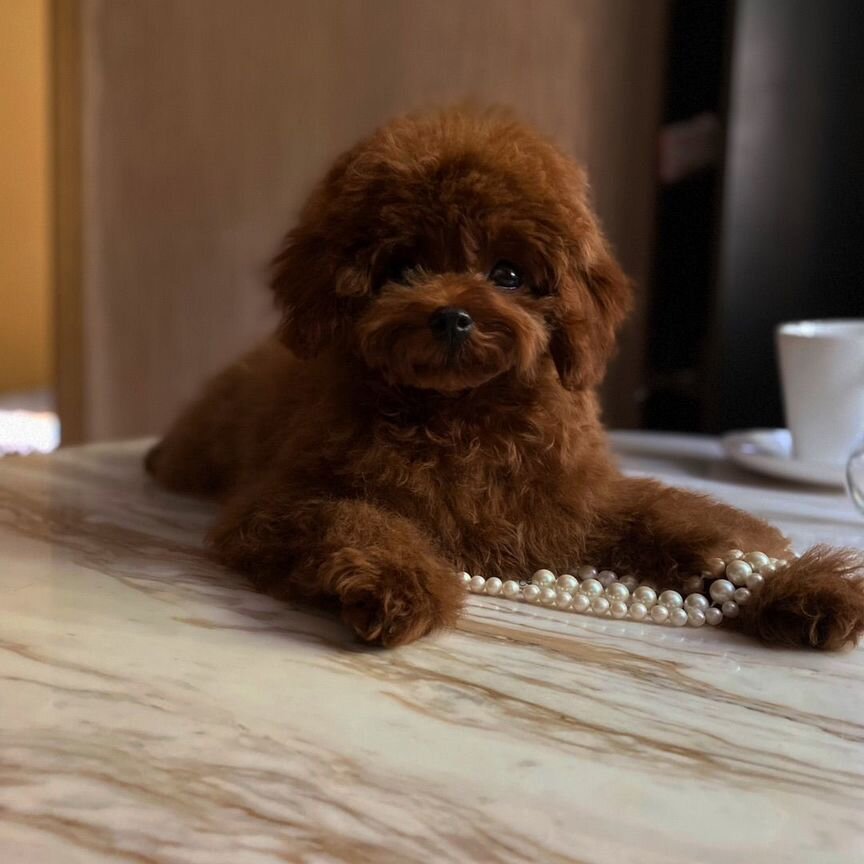 Тедди пудель девочка в разведение