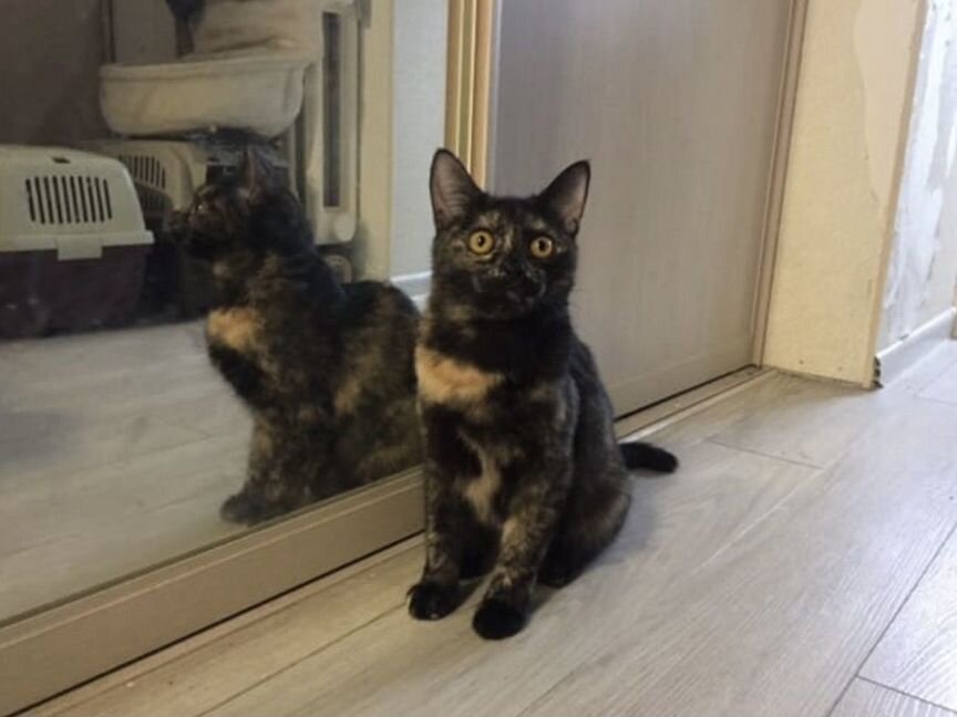 Кошечка-ласкуша в поисках дома