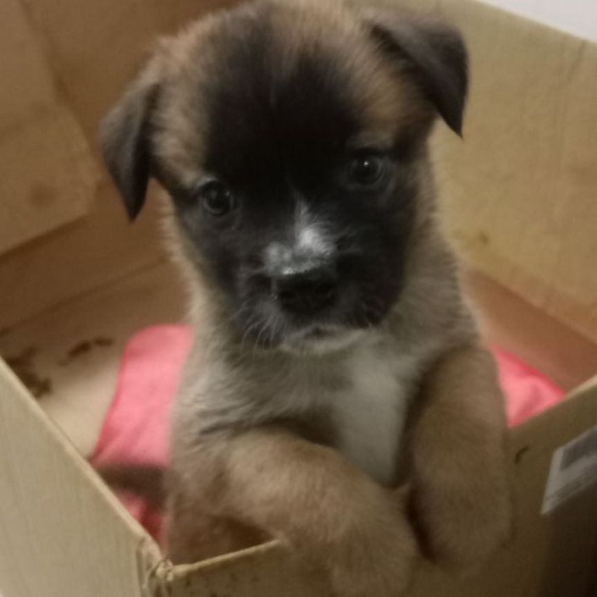 Щенок в добрые руки