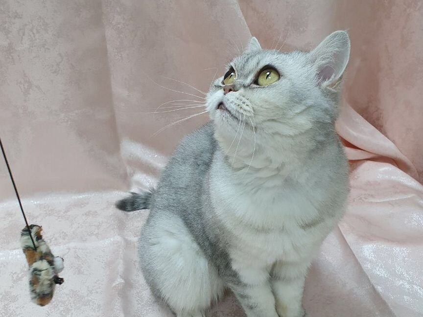 Кошка королевишна британская шиншила в дар