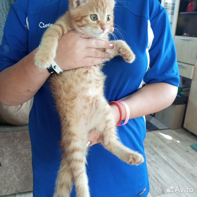 Рыжий котенок Симба