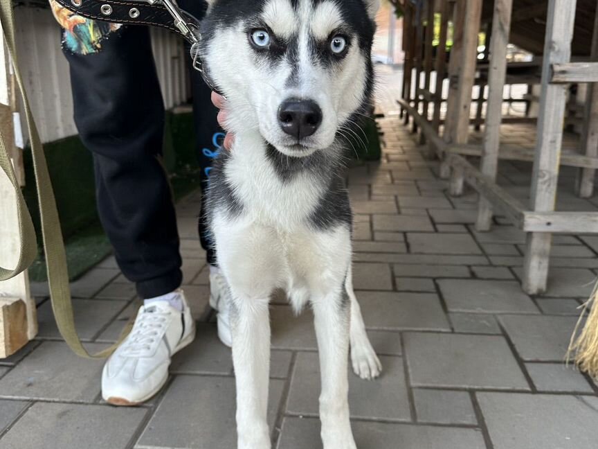 Хаски щенок