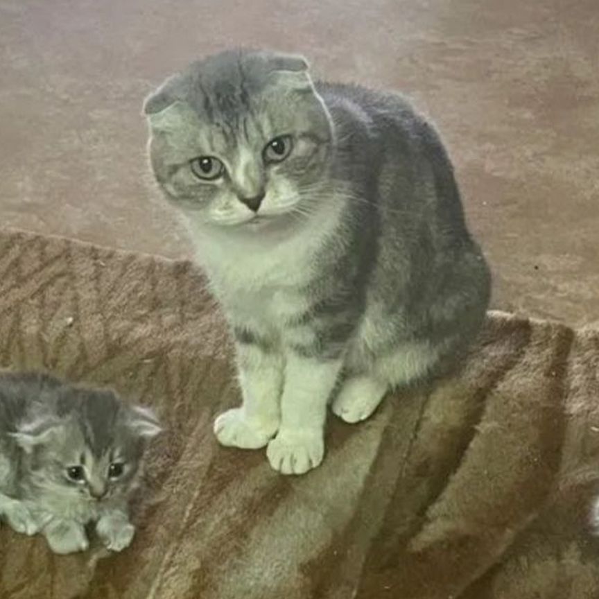 Шотландские вислоухие котята