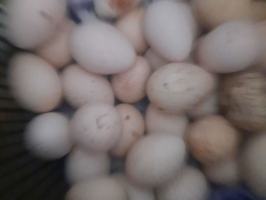 Инкубационное яйцо индюшки