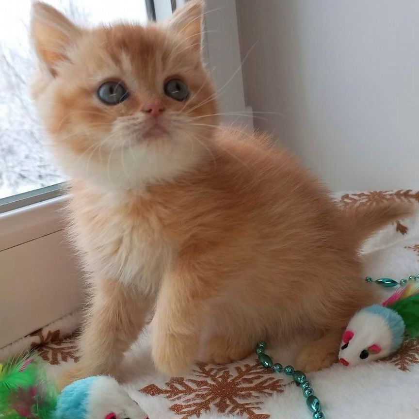 Британский короткошёрстный котёнок