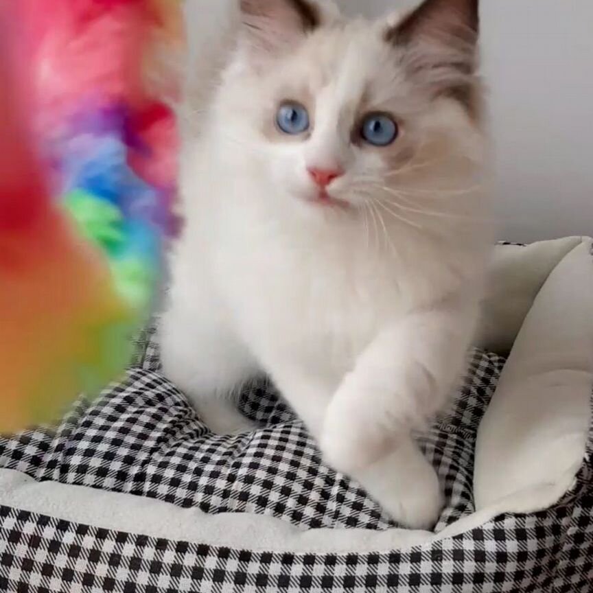 Котята рэгдолл