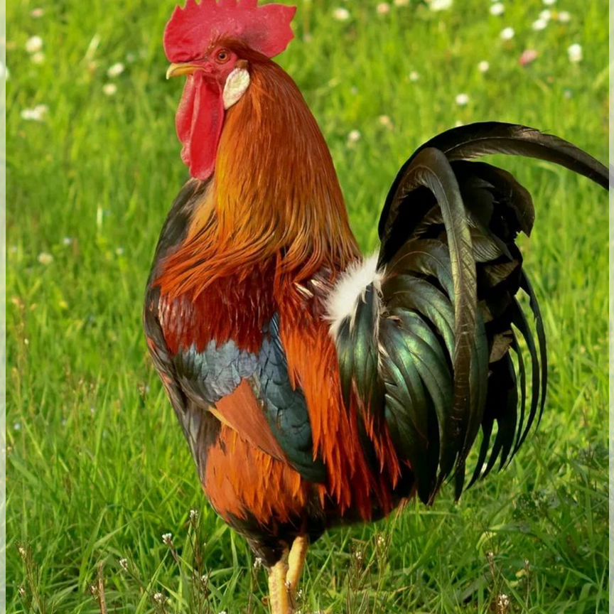 Молодые петухи