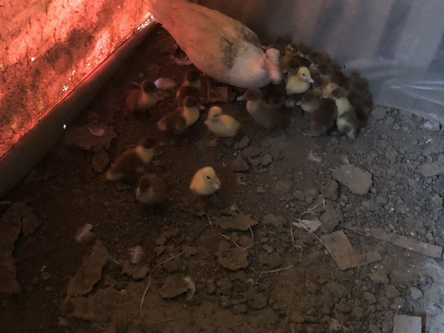 Утка с утятами