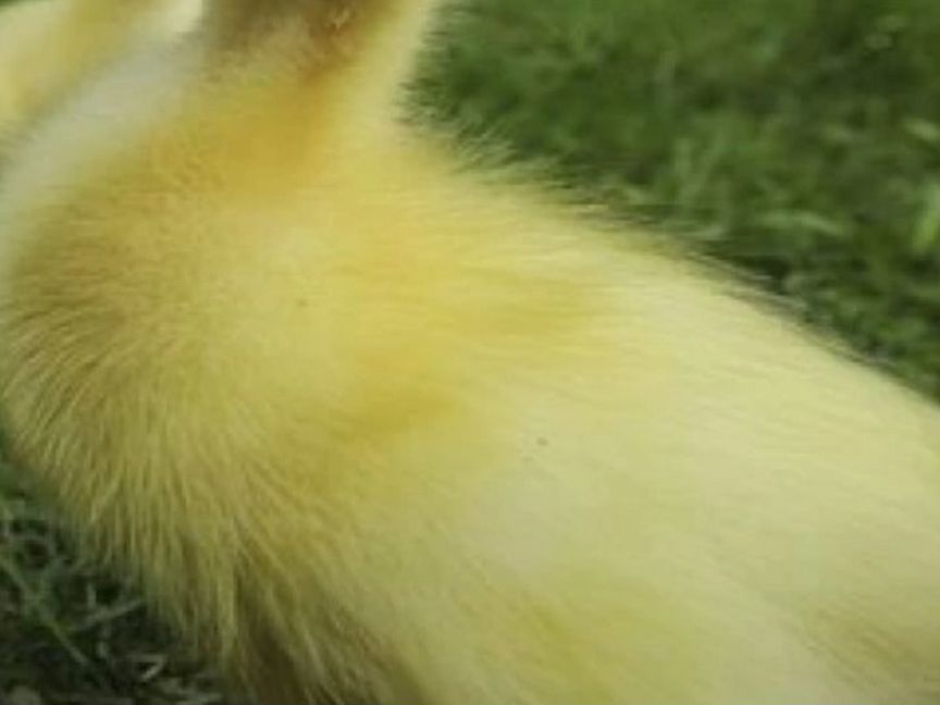 Утята бролерные